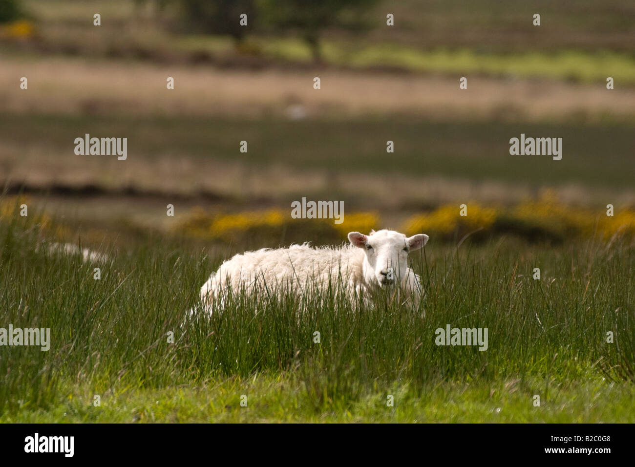 Black welsh mountain sheep lamb hi-res stock photography and images - Alamy