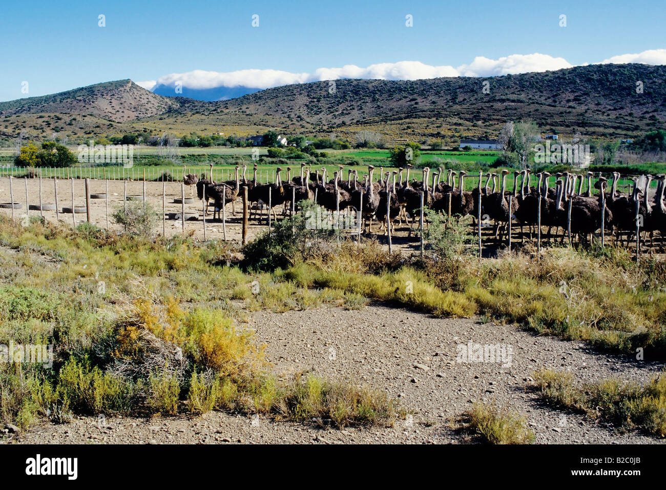 Ostrich farm compound at Oudtshoorn, Cape Province, South Africa ...