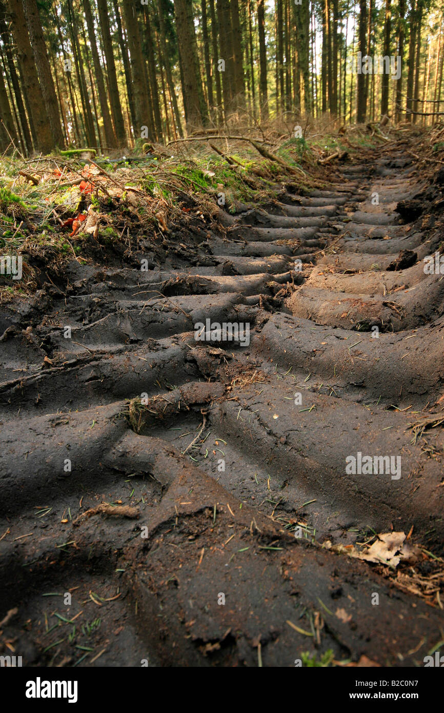 Tire tracks in a forest left by logging equipment, forest soil damage ...