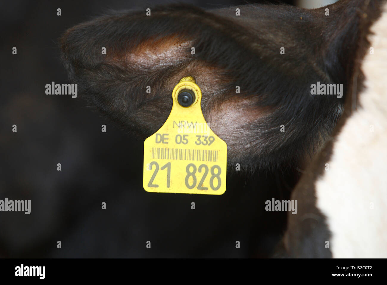 Earmark of a dairy cow Stock Photo - Alamy