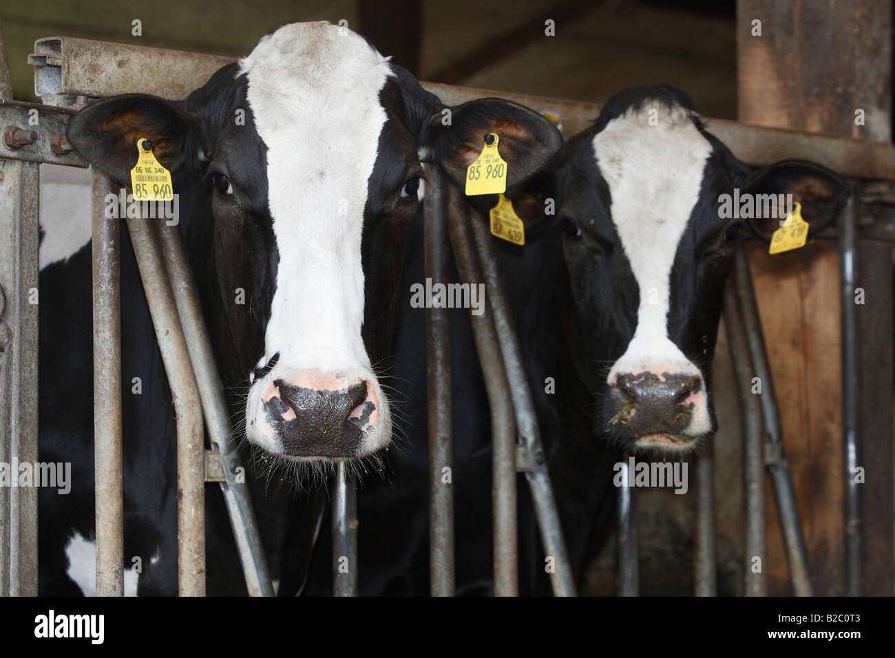 Dairy cow in the stable Stock Photo - Alamy