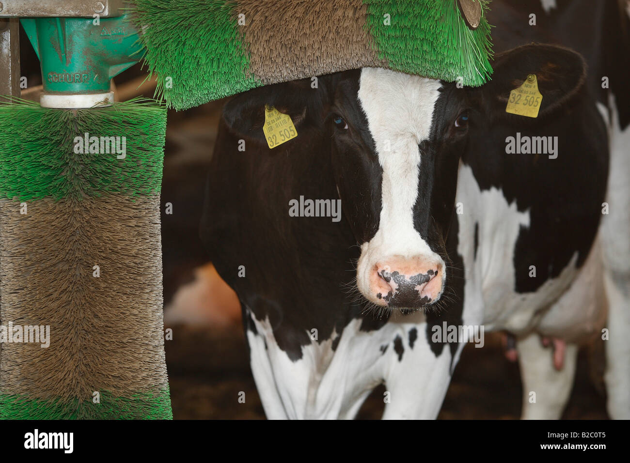 Dairy cow being brushed Stock Photo - Alamy