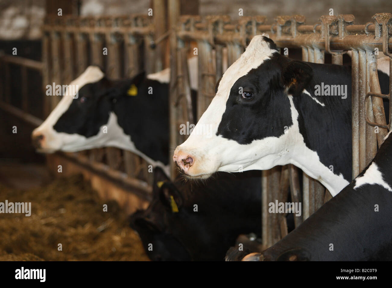 Barns and cows hi-res stock photography and images - Alamy