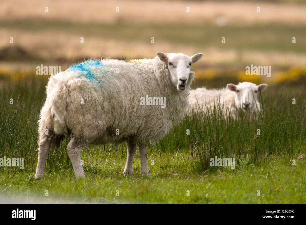Welsh mountain White fleeced Sheep lying in field, Pembrokeshire farm ...
