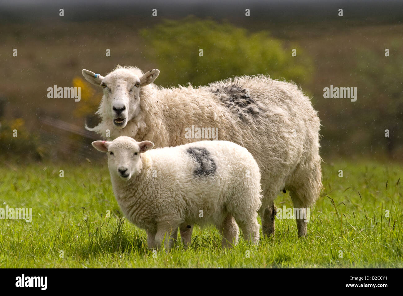 Black welsh mountain sheep lamb hi-res stock photography and images - Alamy