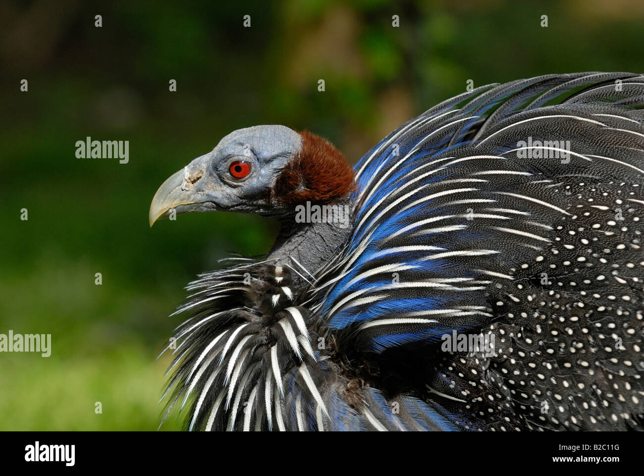 Vulturine Guineafowl (Acryllium vulturinum Stock Photo - Alamy