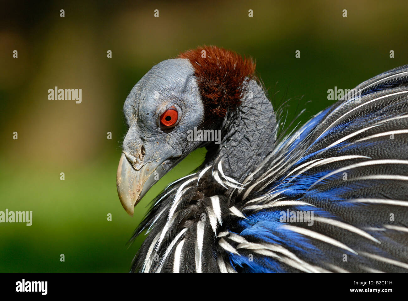 Vulturine Guineafowl High Resolution Stock Photography and Images - Alamy
