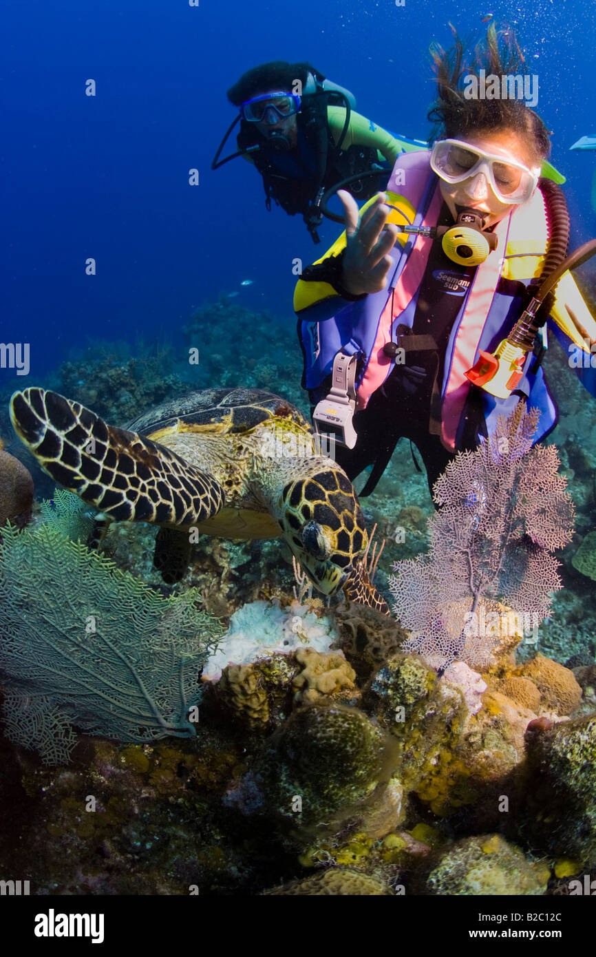 Young female scuba diver observing a Hawksbill Turtle (Eretmochelys ...
