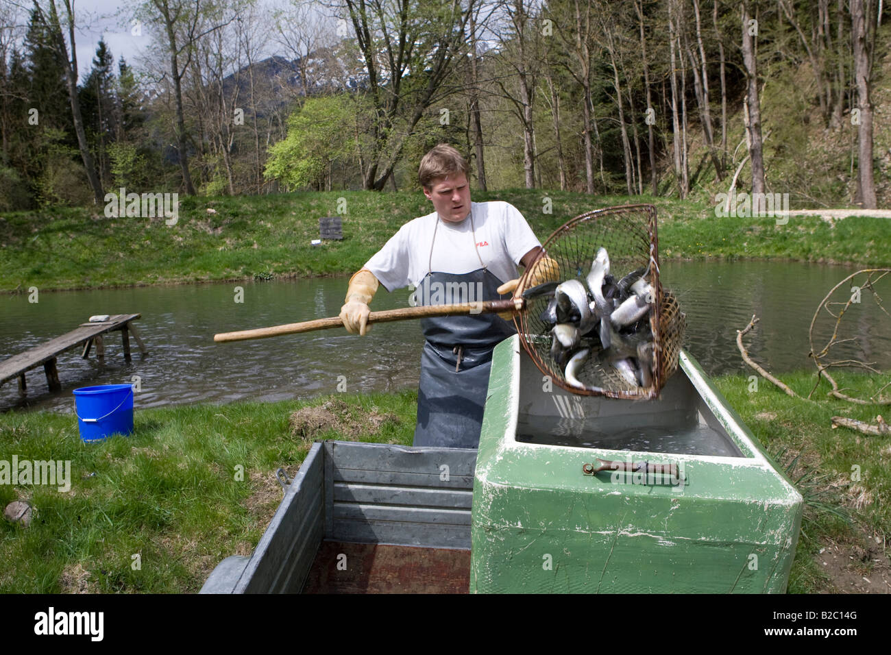 Living trout loaded into a transport container on the back of a trailer ...