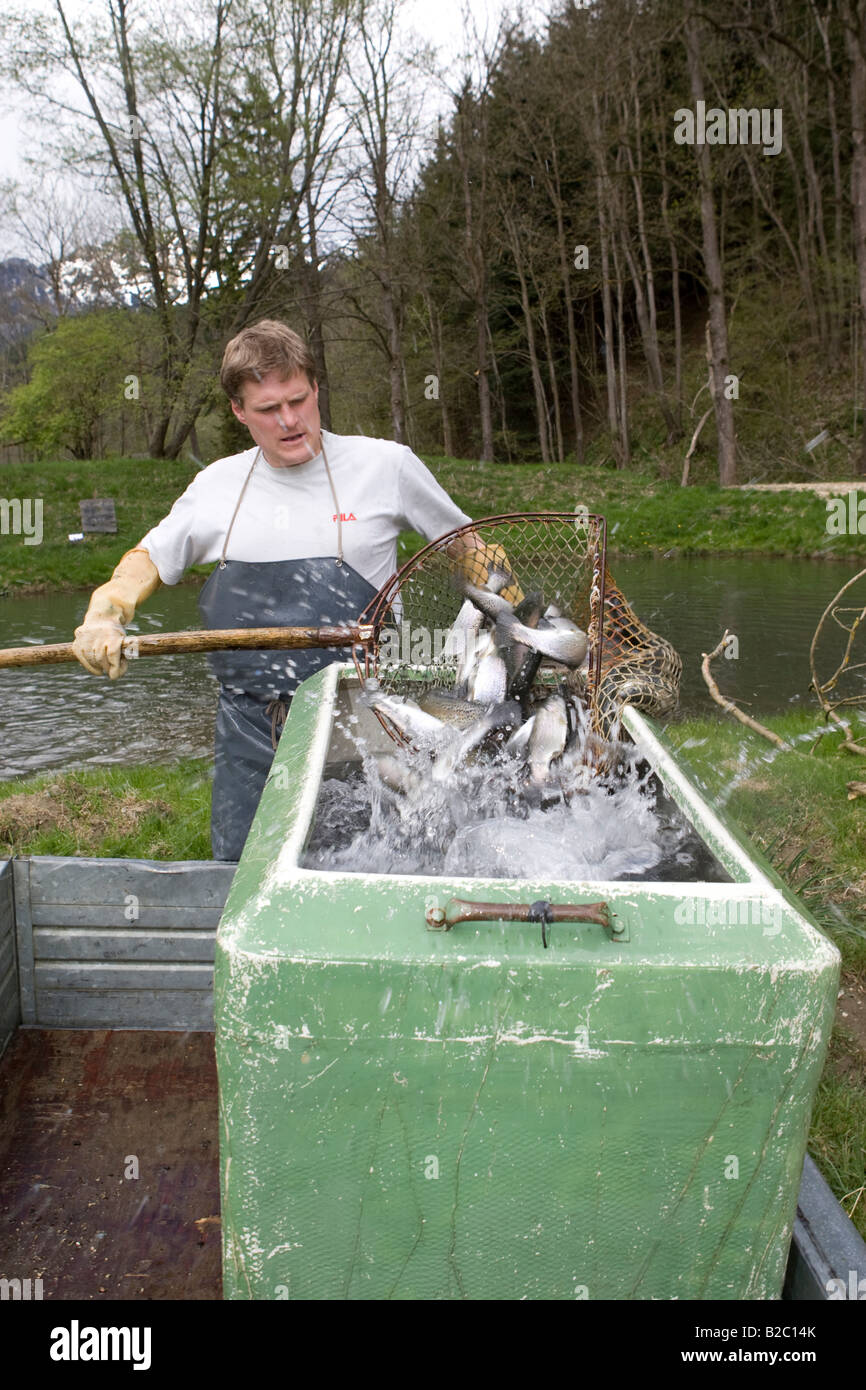 Pools fish on trout farm hi-res stock photography and images - Alamy