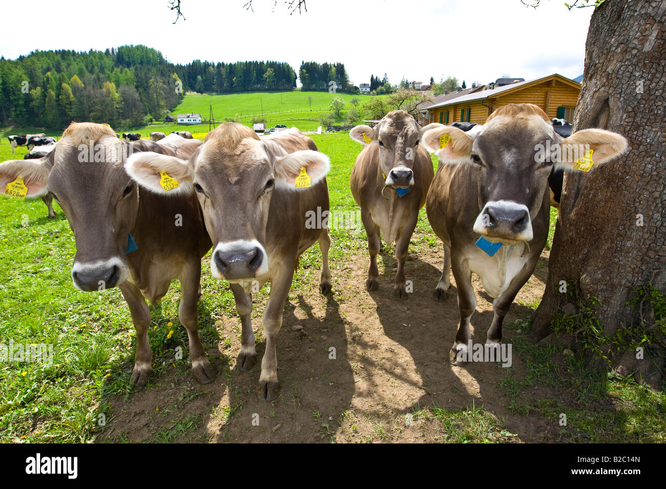 Cows labeled with two earmarks, according to the law concerning animal ...