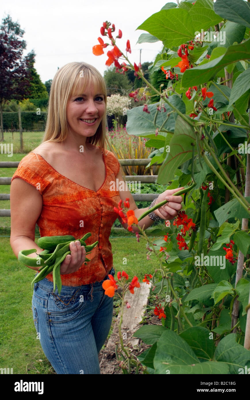 Woman picking runner beans in country garden southern England UK Stock ...
