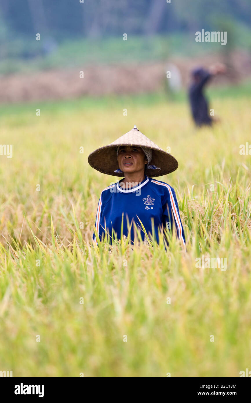 Female rice farmer working in a rice paddy, Lombok Island, Lesser Sunda ...