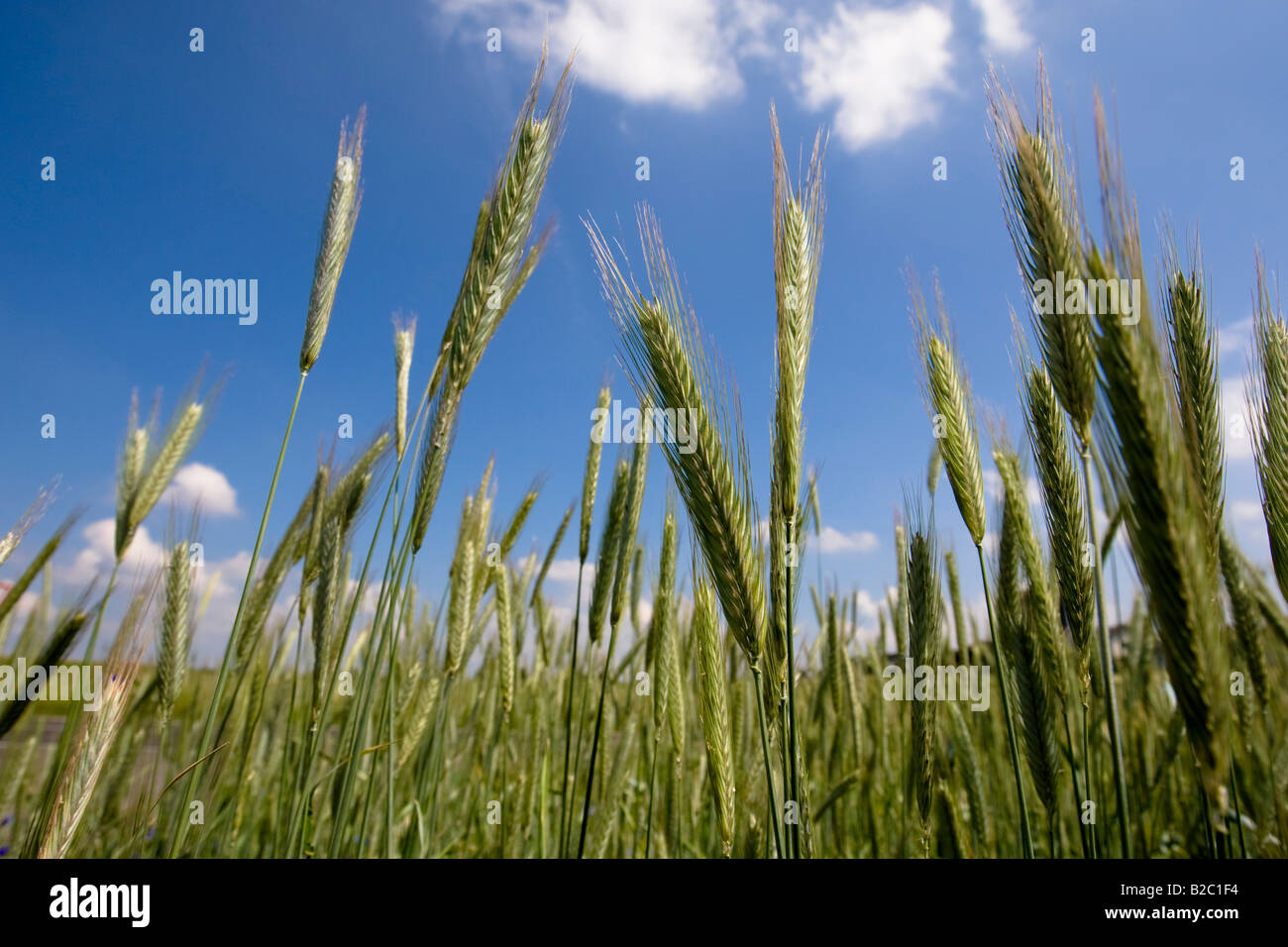 Rye (Secale cereale Stock Photo - Alamy