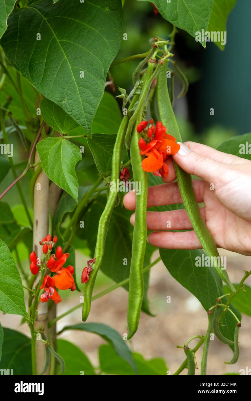 Scarlet runner beans hi-res stock photography and images - Alamy