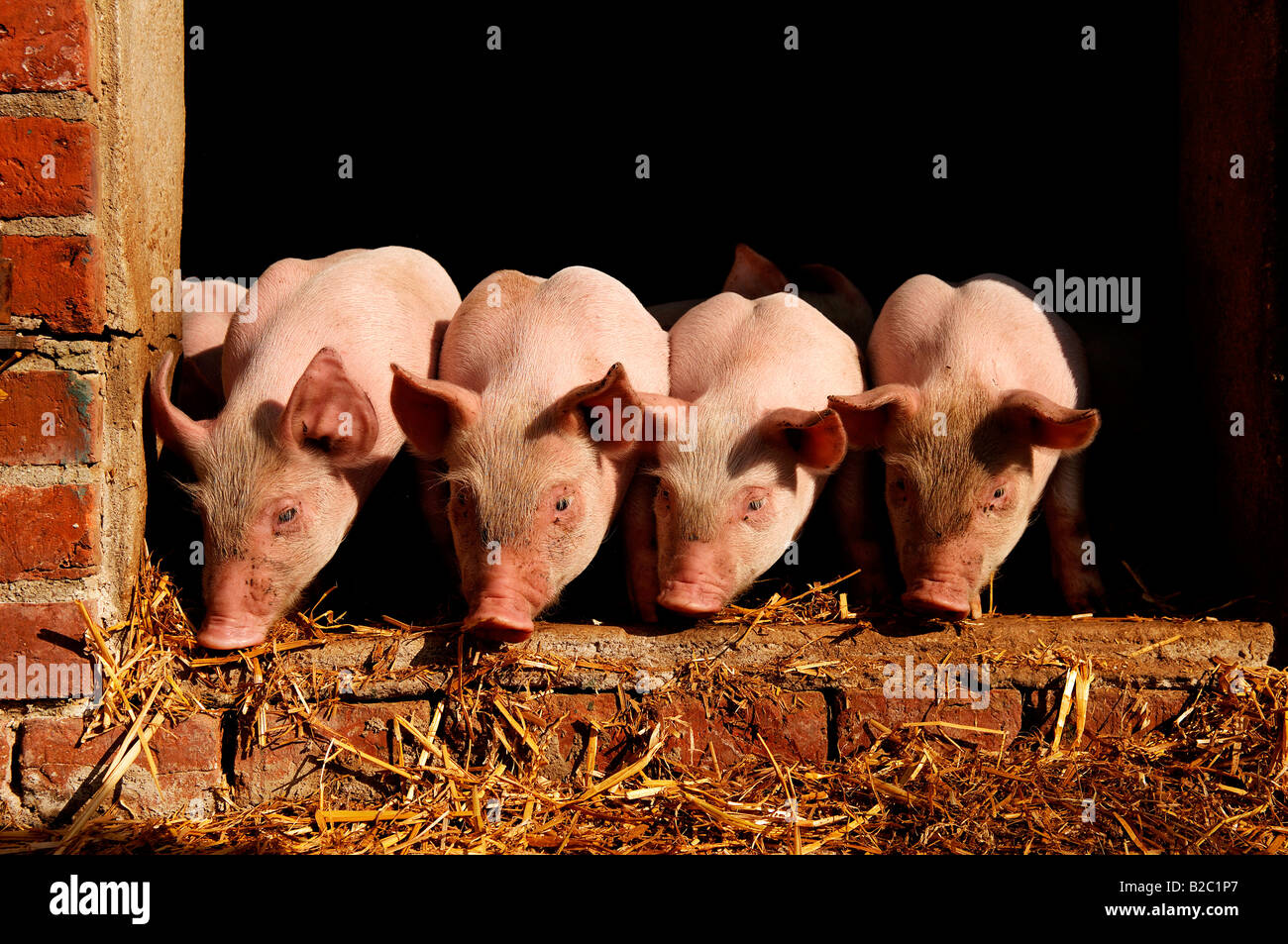 Piglets (Sus scrofa domestica) looking out of the stable, Othenstorf ...