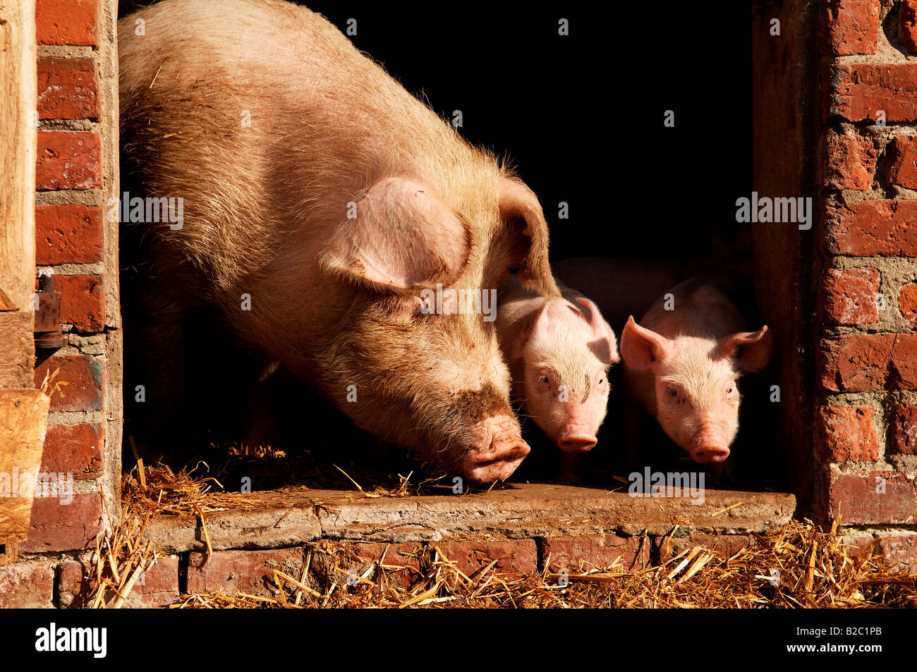 Sow and Piglets (Sus scrofa domestica) looking out of the stable ...