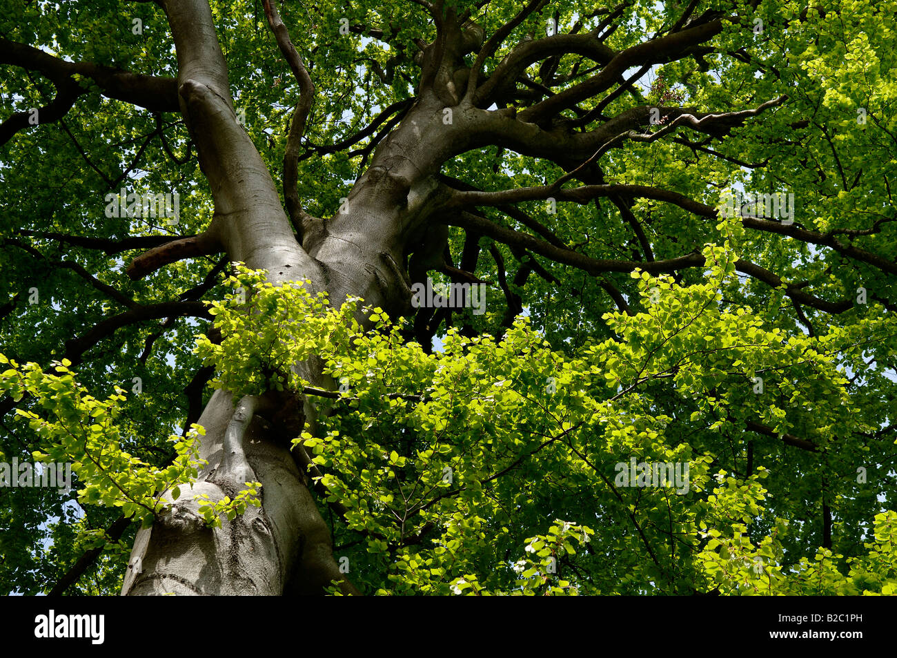 Old Beech tree (Fagus), Lassahn, Mecklenburg-Western Pomerania, Germany ...