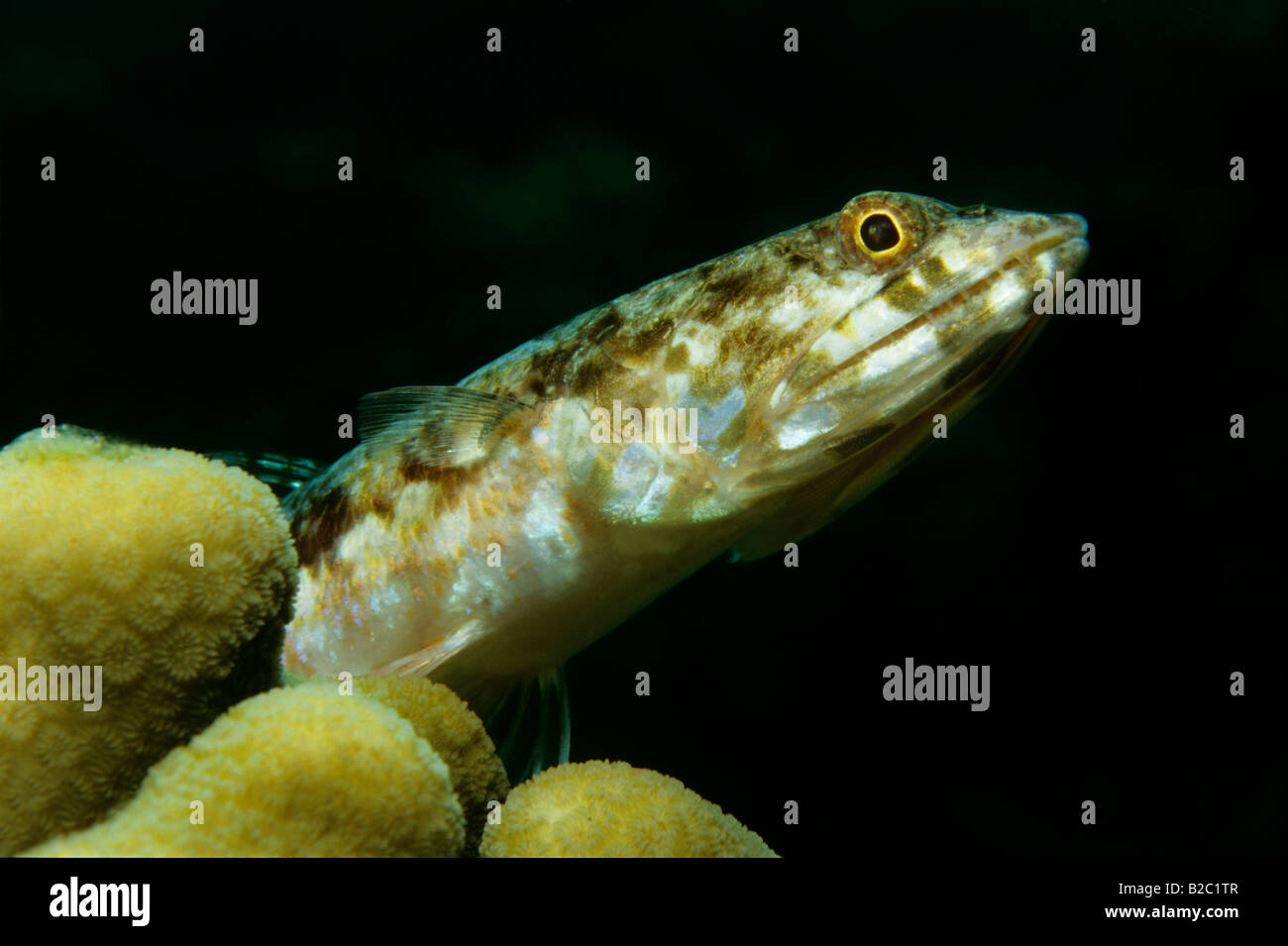 Variegated Lizardfish (Synodus variegatus) lying on Stony Coral ...