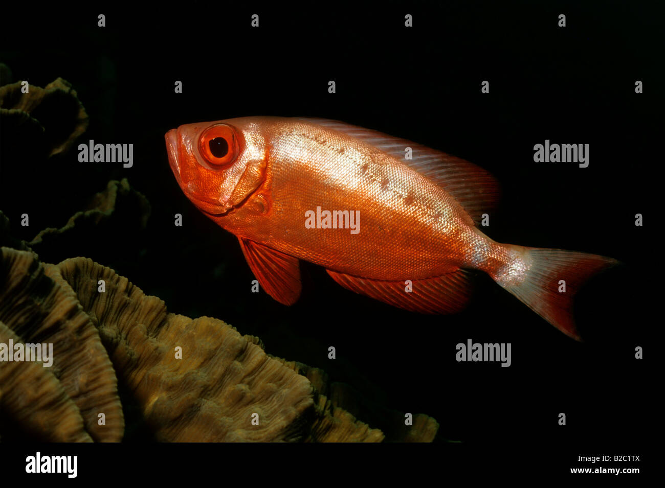 Moontail Bullseye (Priacanthus hamrur) swimming over a coral reef, Red ...