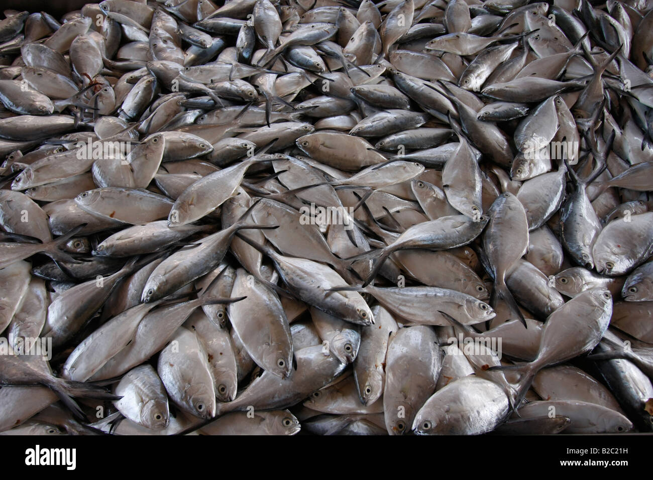 Fish sold at a market in Mindelo, Sao Vicente Island, Cape Verde ...