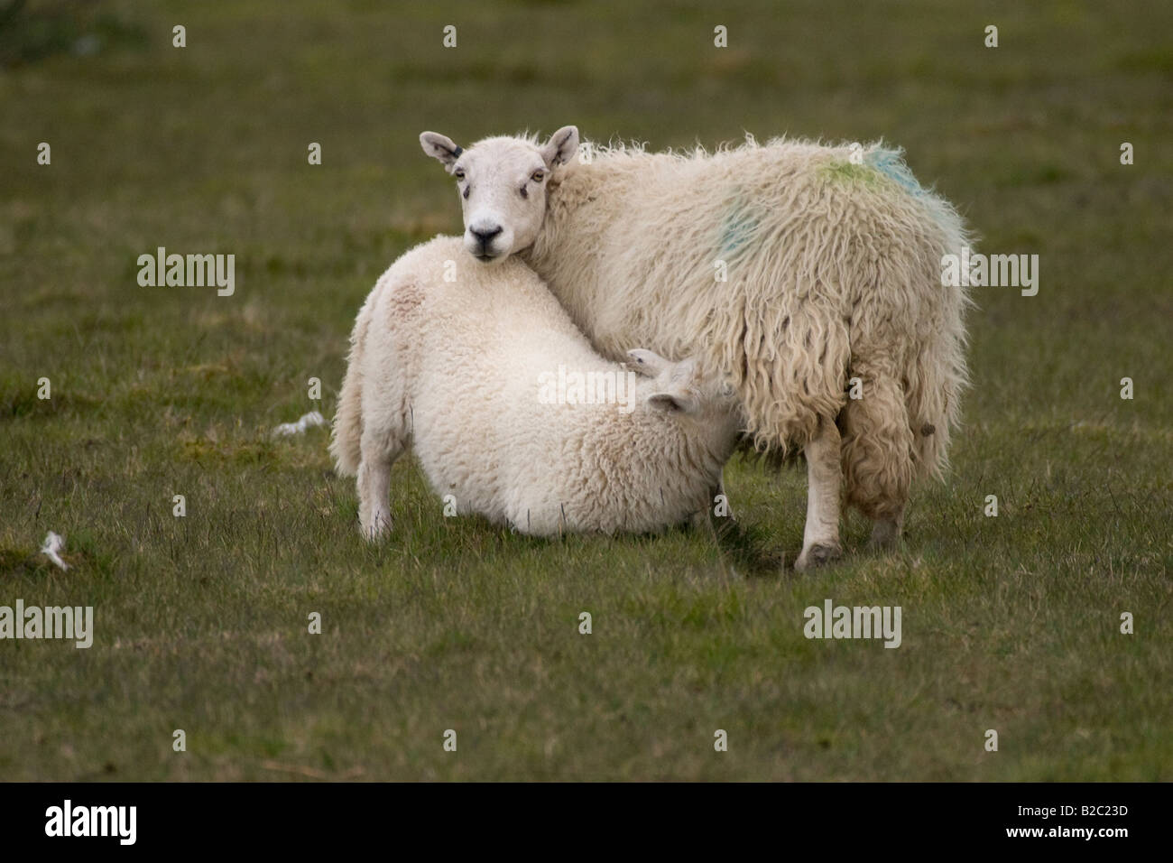 Welsh mountain White fleeced Sheep lying in field, Pembrokeshire farm ...