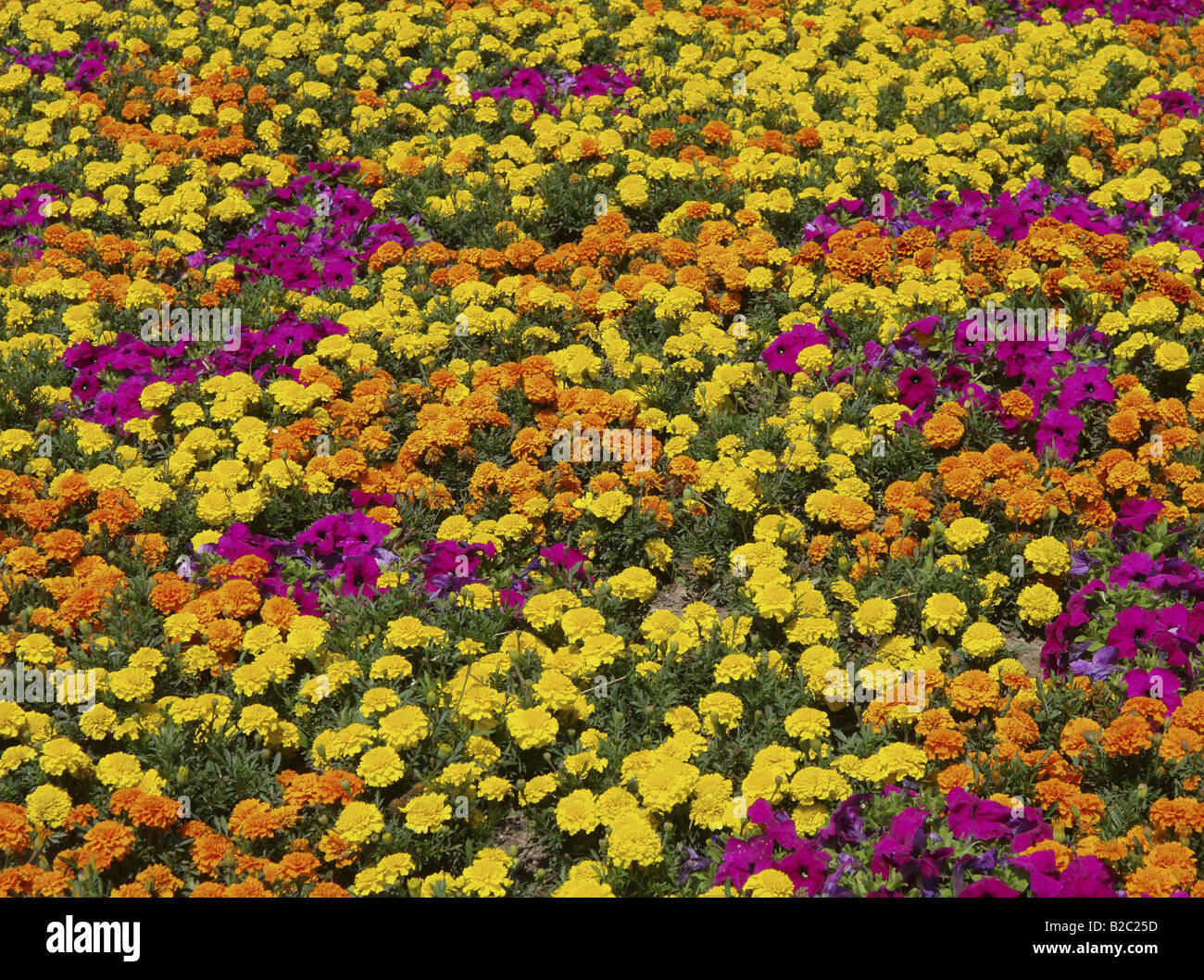 Tagetes patula, French marigold Stock Photo - Alamy