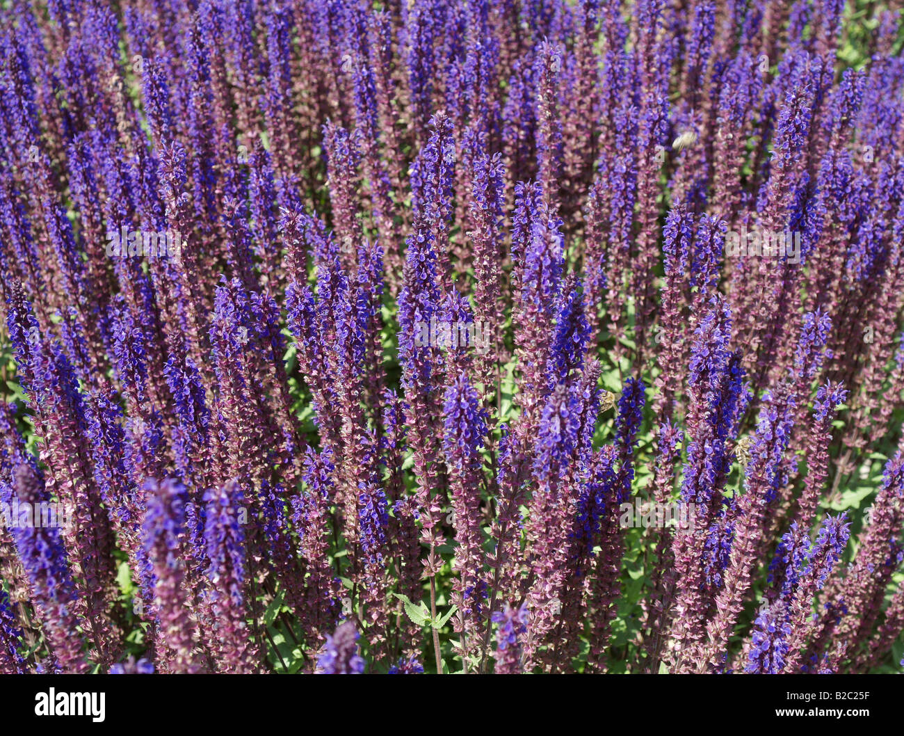 Salvia nemorosa, wood sage Stock Photo - Alamy
