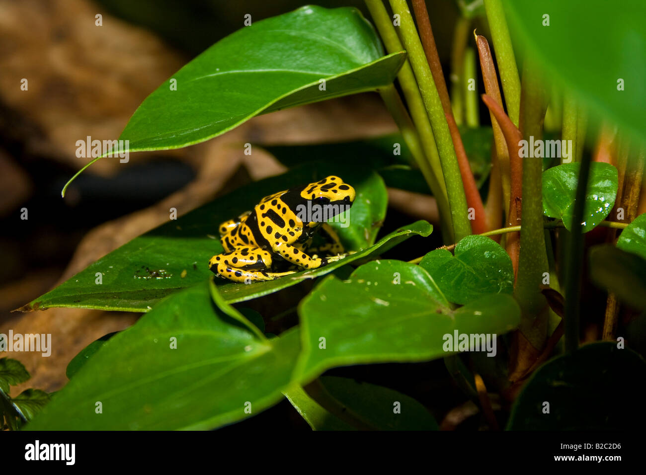 Yellow-banded Poison Dart or Yellow-banded Poison Frog (Dendrobates ...