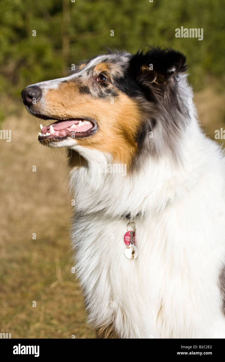 Blue Merle American Collie Stock Photo - Alamy