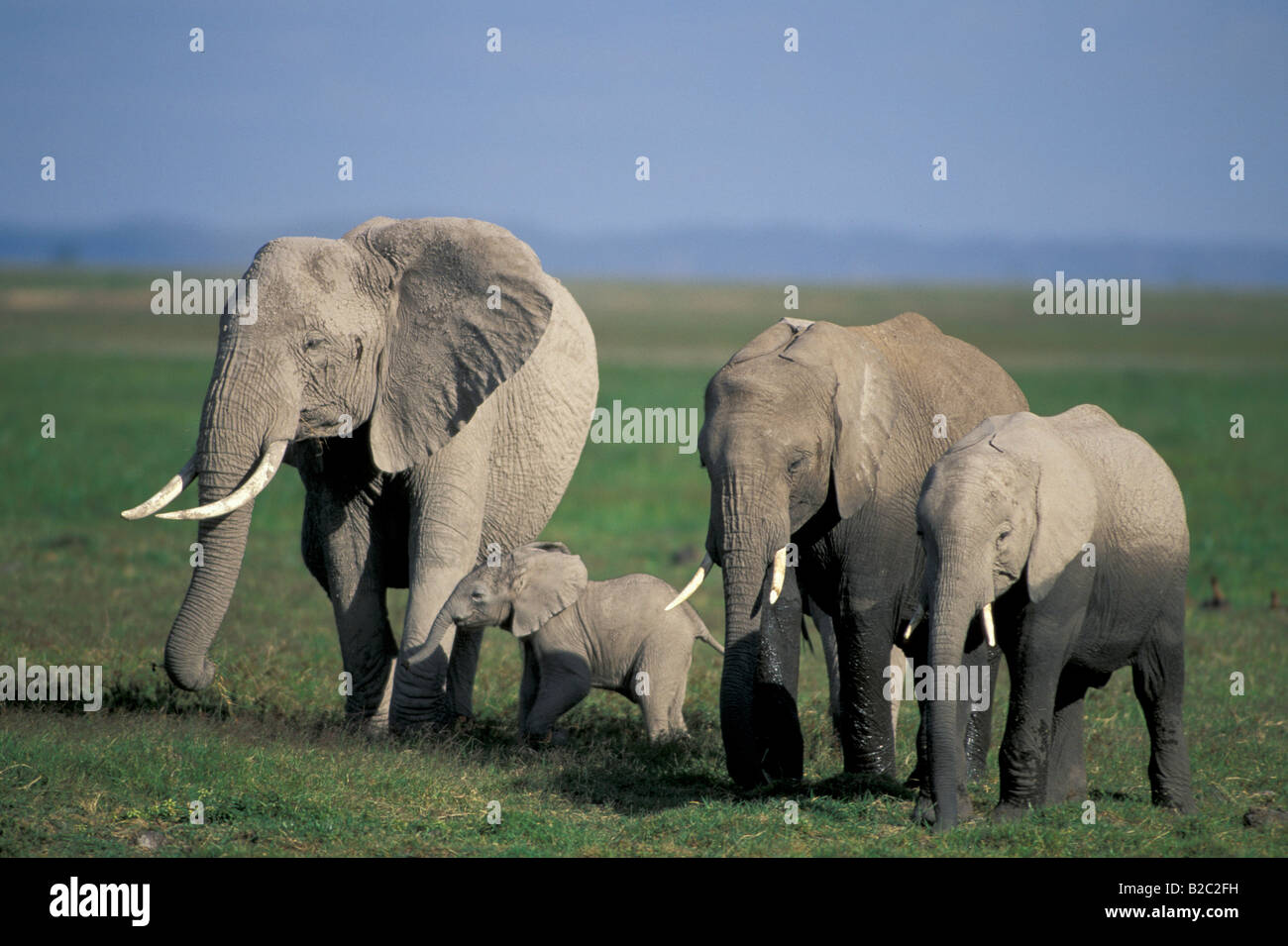 Group of African Bush or Savanna Elephants (Loxodonta africana) with ...