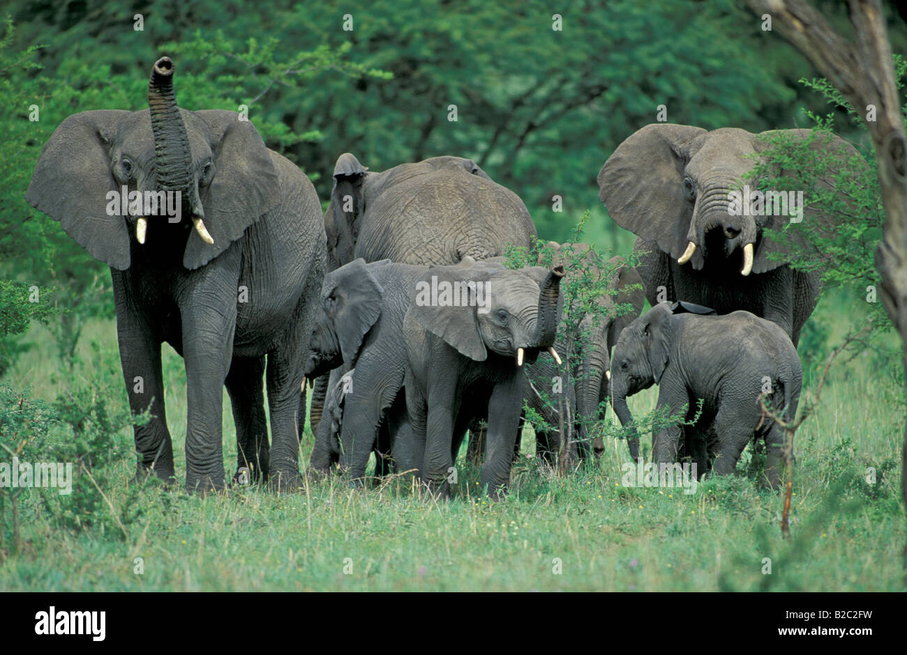 African savann hi-res stock photography and images - Alamy