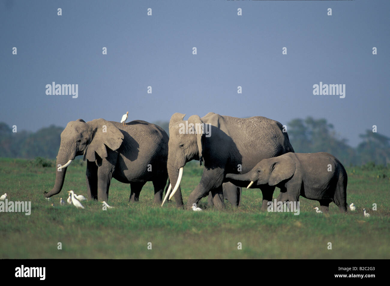 African savann hi-res stock photography and images - Alamy