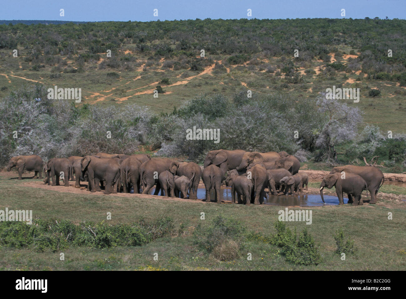 Lots of elephants hi-res stock photography and images - Alamy