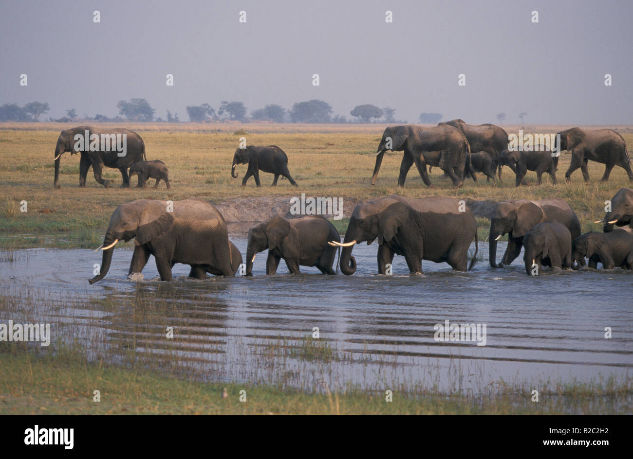 Lots Of Elephants High Resolution Stock Photography and Images - Alamy