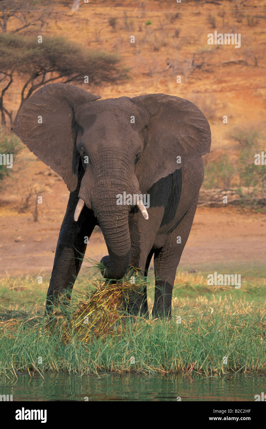 African bush animals hi-res stock photography and images - Alamy