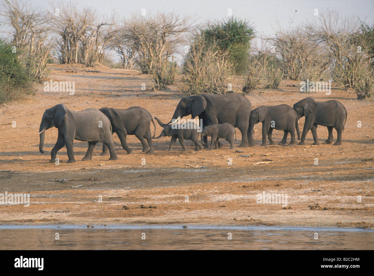 Group of Savanna or African Bush Elephants (Loxodonta africana) and ...