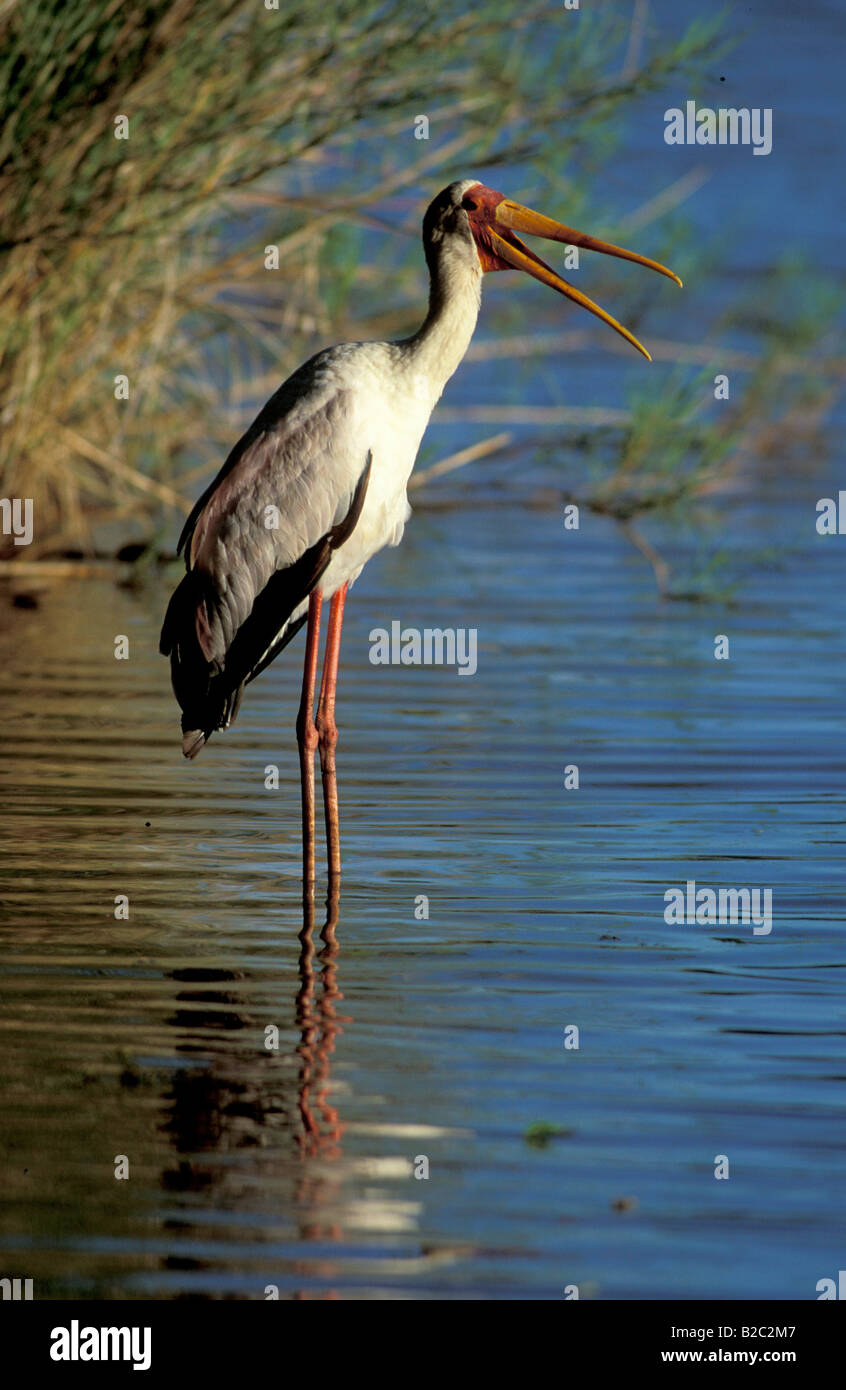 African Wood Stork or Yellow-billed Stork (Ibis ibis), Lake Nakuru ...