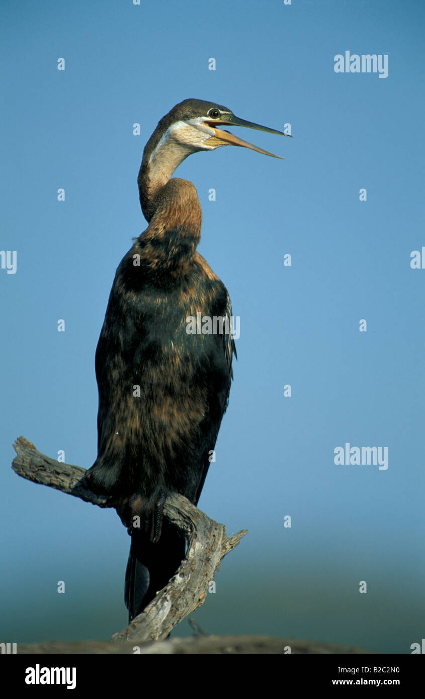 Snakebirds hi-res stock photography and images - Alamy
