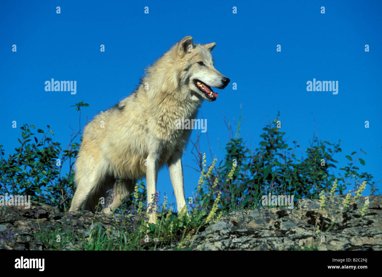Alaska tundrawolf hi-res stock photography and images - Alamy