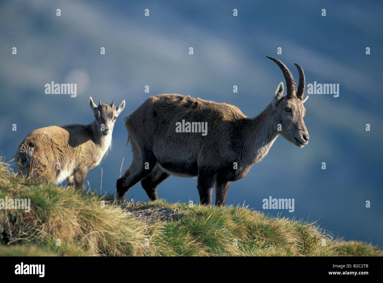 Alpine ibex dam hi-res stock photography and images - Alamy