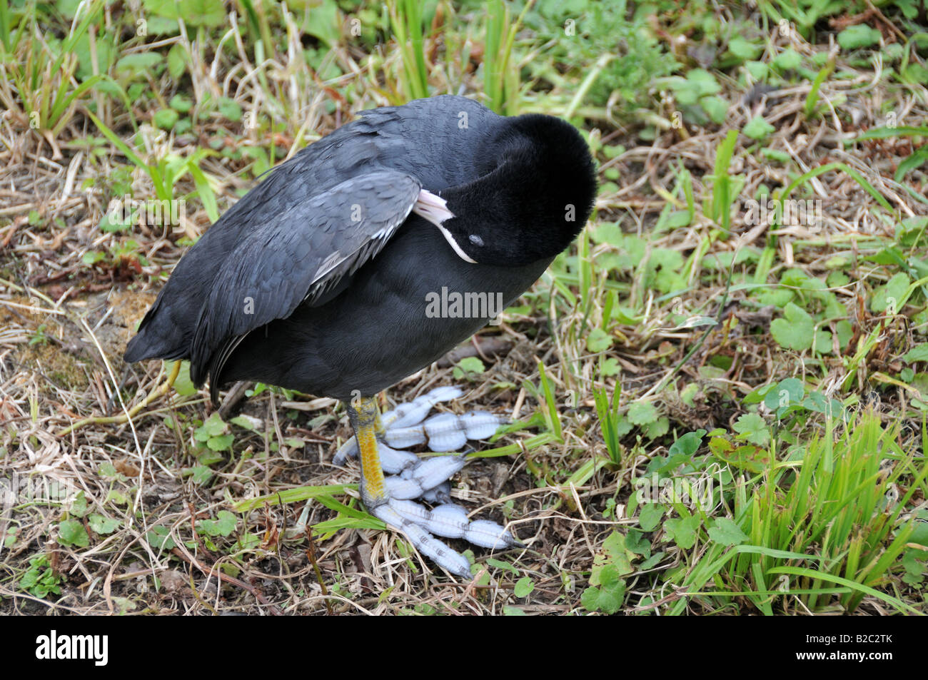 Coot Fulica atra preening Stock Photo - Alamy