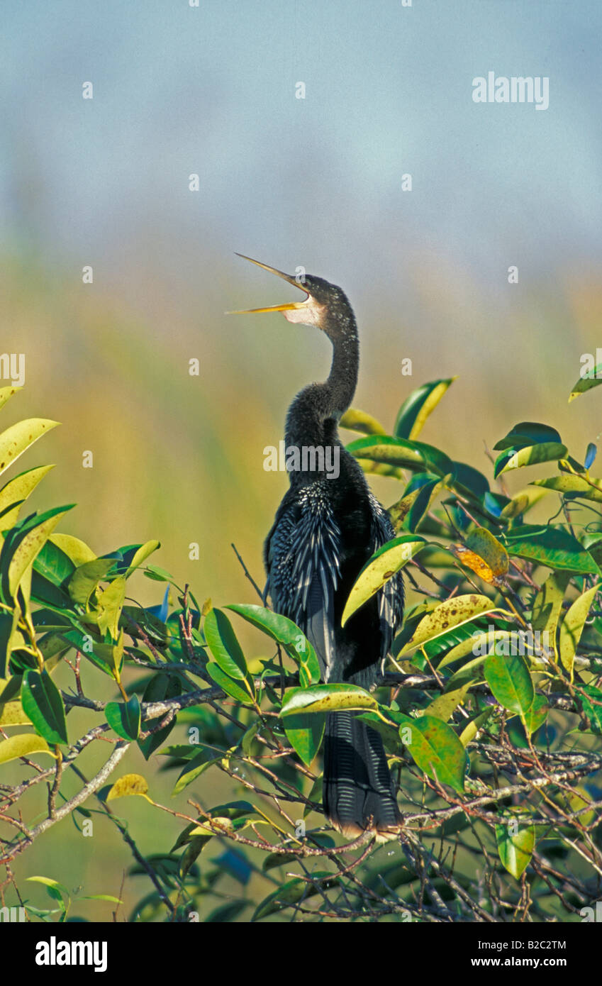 Anhinga, Snakebird, American Darter or Water Turkey (Anhinga anhinga ...