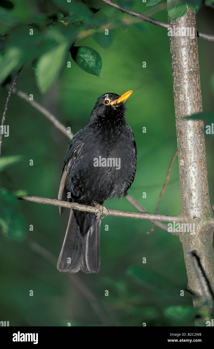 Amsel turdus merula turdidae hi-res stock photography and images - Alamy