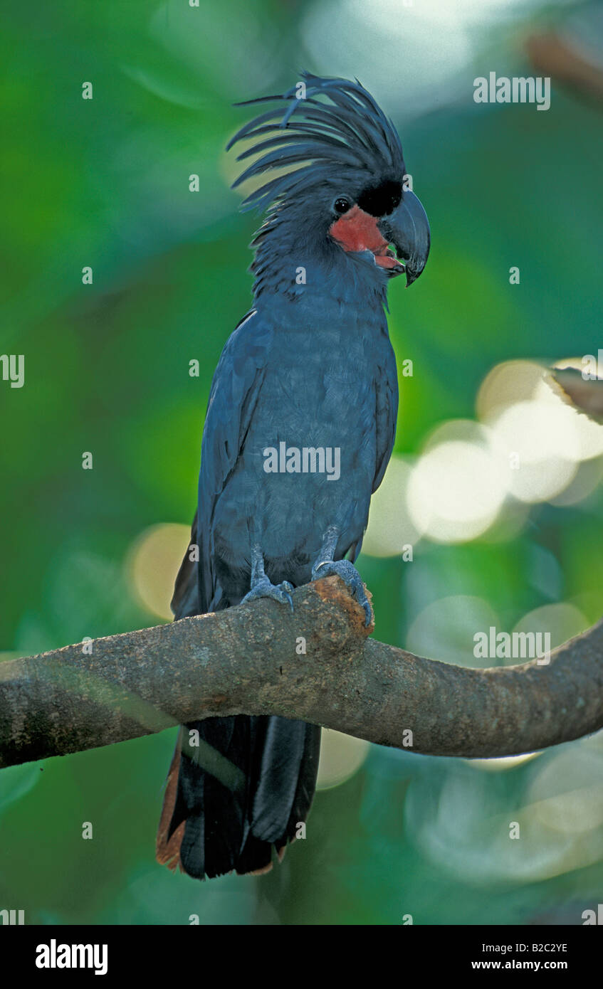 Palm Cockatoo, Goliath Cockatoo (Probosciger aterrimus), Australia ...