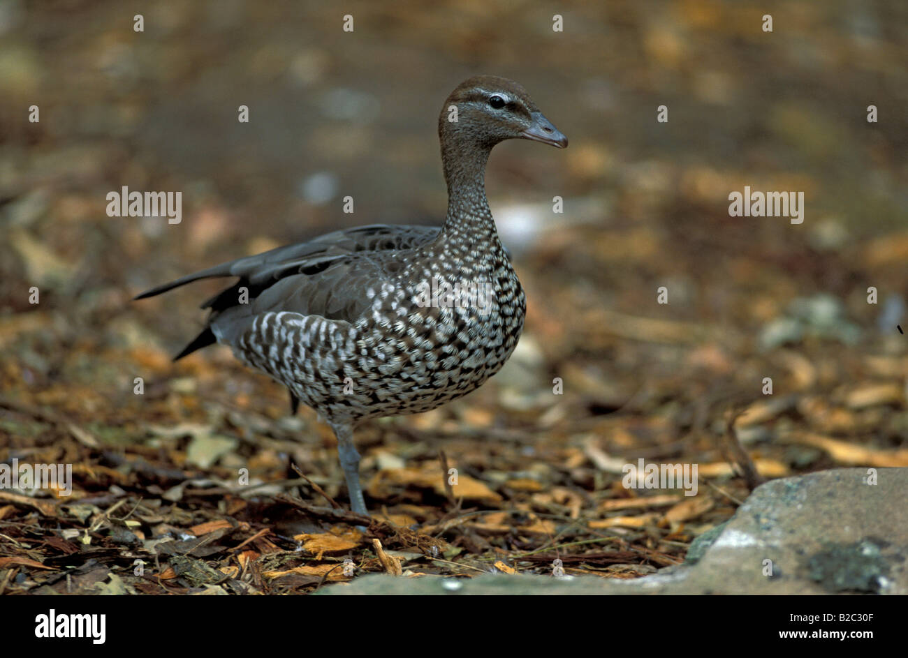 Australian Wood Duck or Maned Duck (Chenonetta jubata), female ...