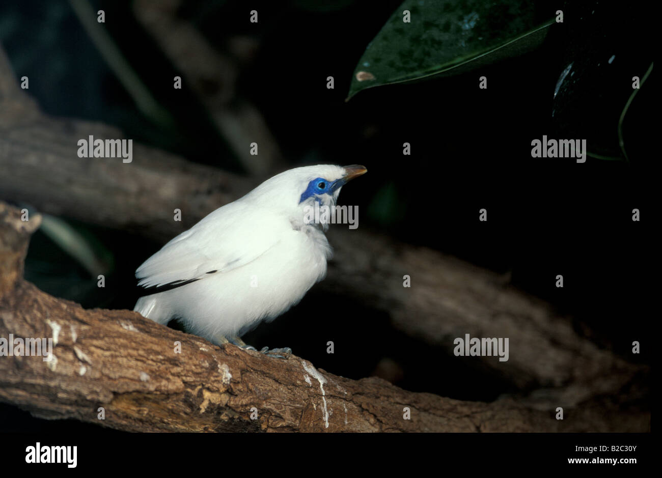 Bali Starling, Rothschild’s Mynah, Bali Myna or Bali Mynah (Leucopsar ...