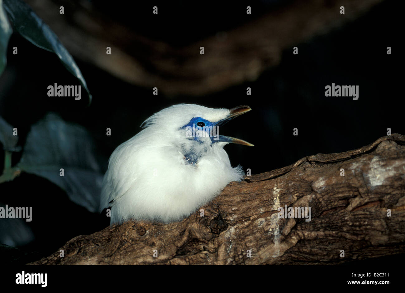 Bali Starling, Rothschild’s Mynah, Bali Myna or Bali Mynah (Leucopsar ...