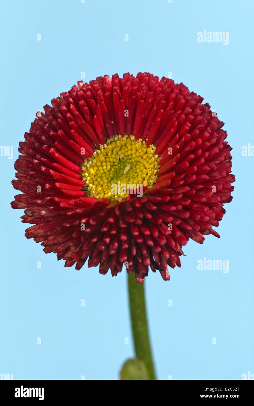 Daisy form flower hi-res stock photography and images - Alamy