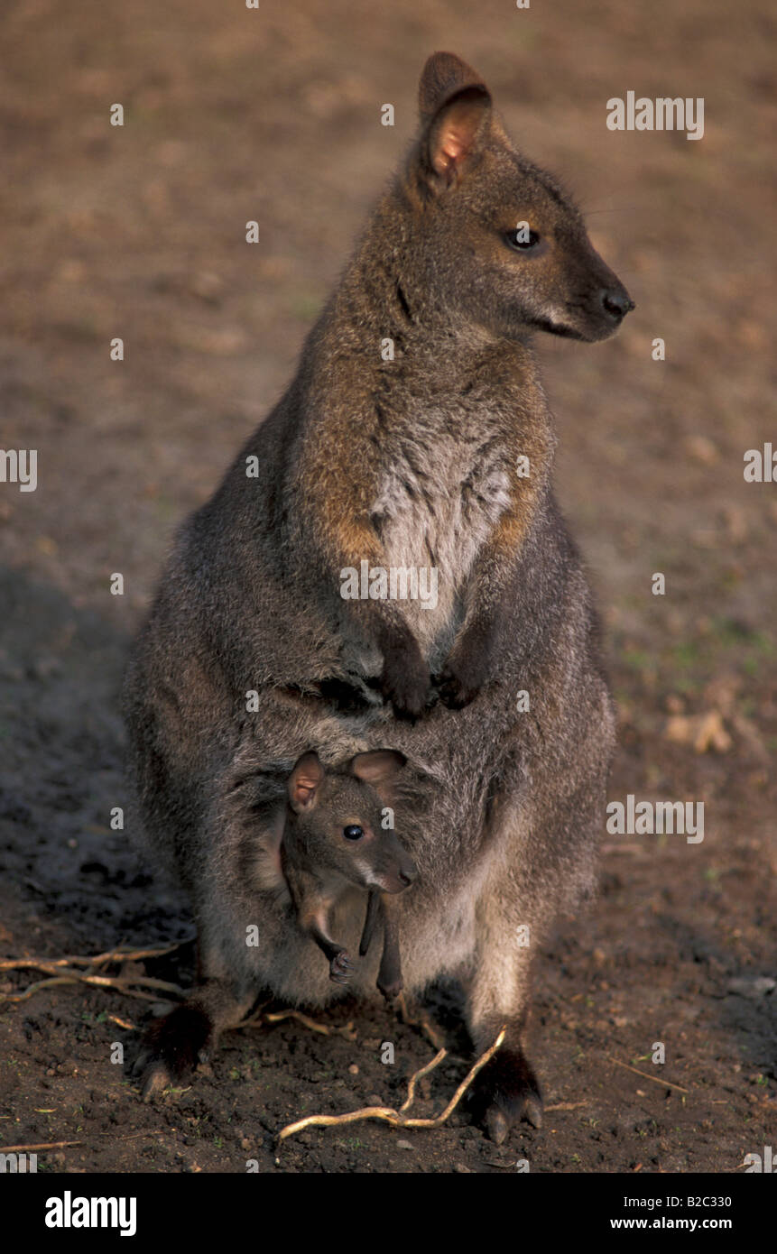 Wallaby with joey in pouch hi-res stock photography and images - Alamy